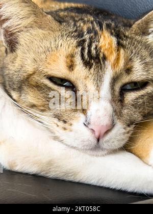 Close up of a sad and lazy tabby cat napping on the couch outdoors in ...