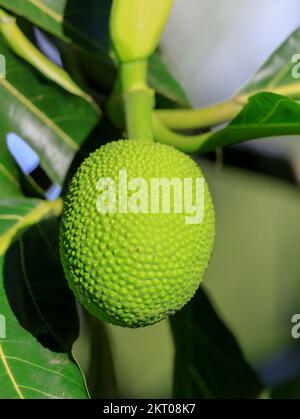 Close up of breadfruit growing on a tree on a plantation in the ...
