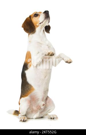 Beagle dog sitting on hind legs isolated on white background Stock ...