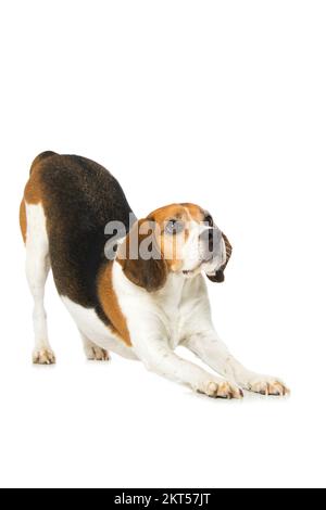 Beagle dog makes the servant isolated on white background Stock Photo ...
