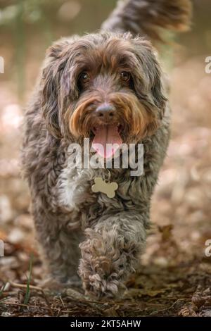 Brown Cockapoo running directly at the camera in the forest with a ...