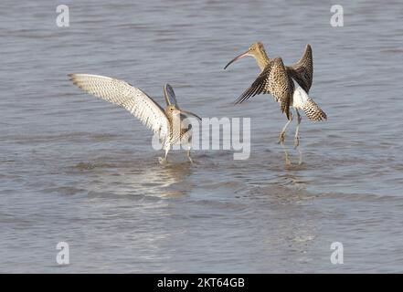 Curlew taken at Connah's Quay nature reserve on the Dee Estuary, North ...