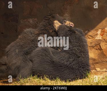 Big bear hug, grizzly bears (Ursus arctos horribilis) mating along the ...