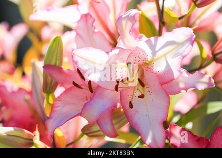 Blooming purple plant Lilia on the green background, closeup Stock ...