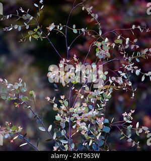 Eucalyptus trees in Summer showing beauty in nature with striking ...