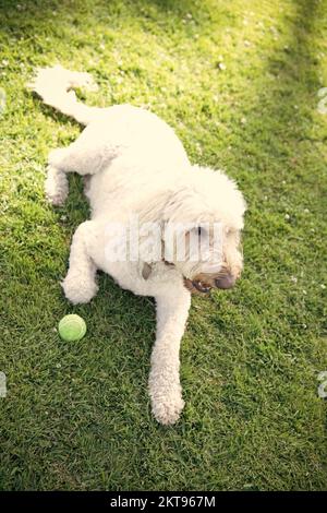 white south russian or ukrainian sheepdog dog waiting in park green ...