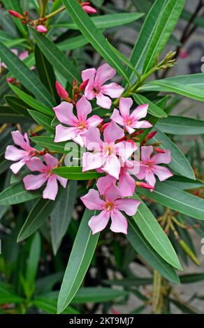 Pink oleander flowers blooming on green foliage with soft natural bokeh ...