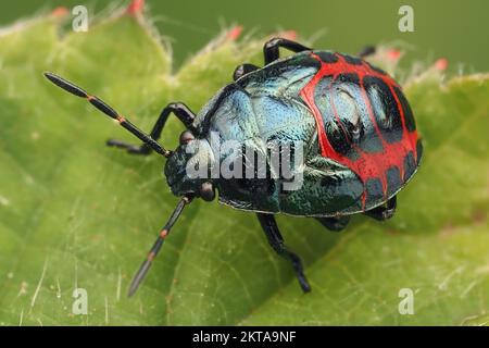 Blue Shieldbug final instar nymph (Zicrona caerulea) resting on plant ...