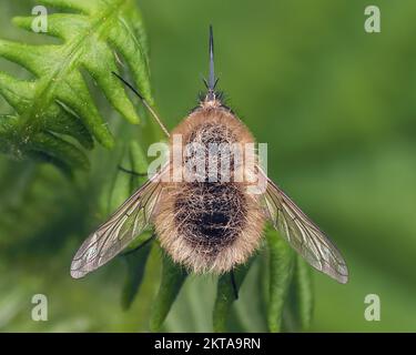 Western bee-fly (Bombylius canescens) on Sage, Troussey, Lorraine ...