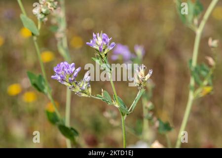 Macro shot of lucerne (medicago sativa) flowers in bloom Stock Photo ...
