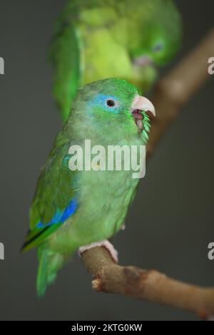 Augenring-Sperlingspapagei / Spectacled parrotlet / Forpus ...