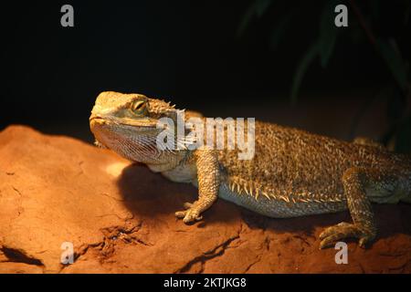 Streifenköpfige Bartagame / Central bearded agama / Pagona vitticeps ...