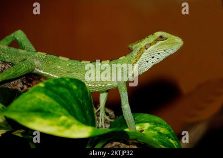 Kronenbasilisk / Eastern casquehead iguana / Laemanctus longipes Stock ...