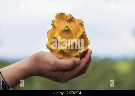 Pitahaya or dragon fruit, is a delicious fruit that can be found all ...