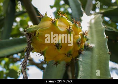 Pitahaya or dragon fruit, is a delicious fruit that can be found all ...