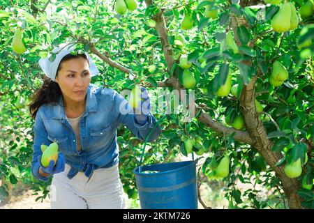 Asian woman orchard owner harvesting ripe pears Stock Photo - Alamy