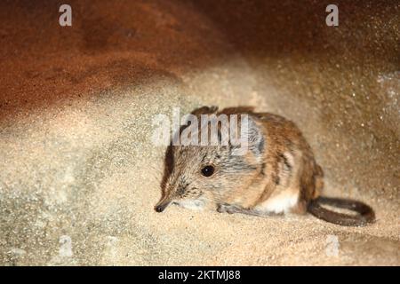 Short-eared elephant shrew, Kurzohrrüsselspringer, Kurzohr ...