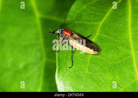 March fly (Dilophus sp Stock Photo - Alamy
