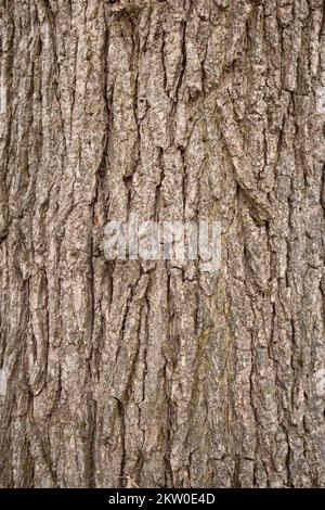 Detail of furrowed bark on a white oak tree, Quercus alba, in Troy ...