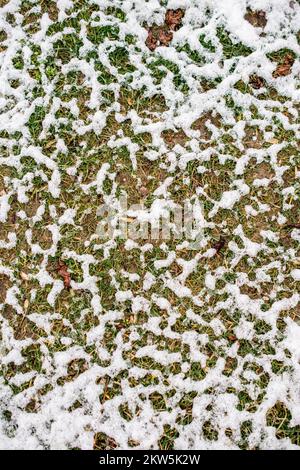 Layer of white snow on grass in the winter garden Stock Photo - Alamy