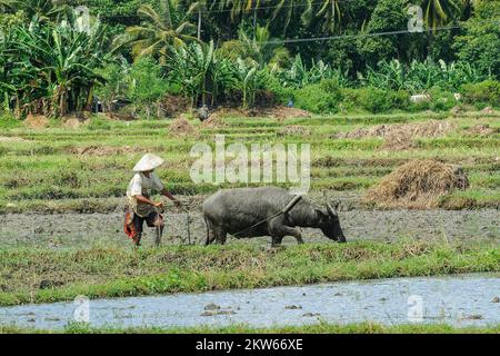 Rice farmer cultivates tilled rice field with plough is pulled by water ...