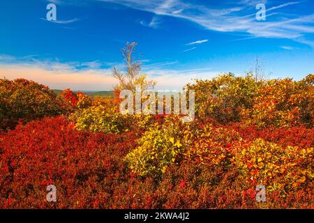 Scrub Oak heath barrens with Bear Oak, Gray Birch, and Black ...