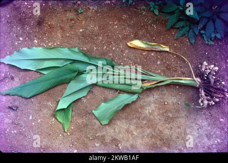 Turmeric, Haldi (Curcuma Longa) plant leaves isolated. Asian herb ...