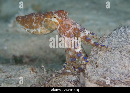 Blue ring Octopus crawling around in the sand Stock Photo - Alamy