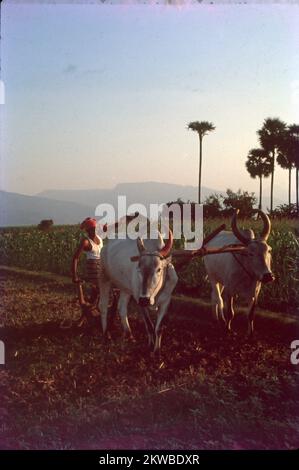 Traditionally farmers use bullock to plough the field using animals ...