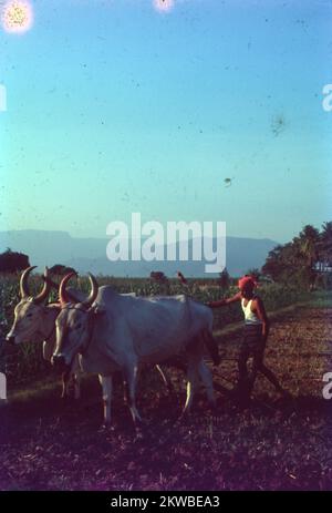 Traditionally farmers use bullock to plough the field using animals ...