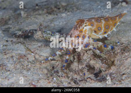 Blue ring Octopus crawling around in the sand Stock Photo - Alamy