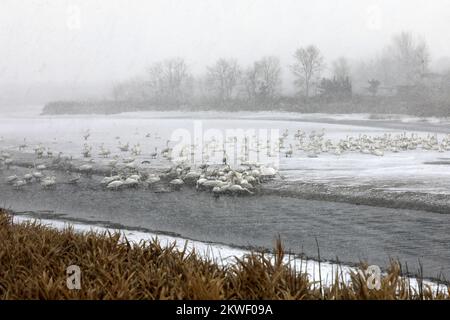 WEIHAI, CHINA - NOVEMBER 30, 2022 - Whooper swans play in the snow at ...