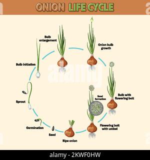 Diagram showing onion life cycle illustration Stock Vector Image & Art ...