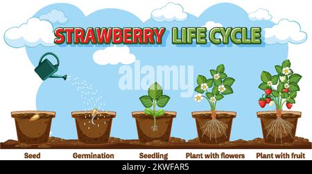 Strawberry Plant Growth Stages illustration Stock Vector Image & Art ...