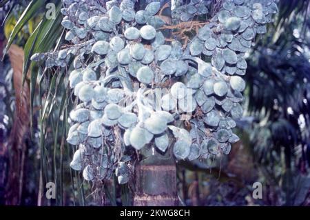 The areca nut is the fruit of the areca palm, which grows in much of ...