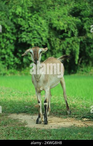 goat looking at camera with long floppy ears, comical looking goat ...