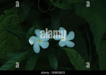 Sampaguita Jasmine national tree of Republic of the Philippines, White ...