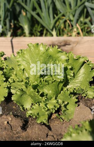 Fresh lettuce growing in the morning vegetable garden in a black and ...
