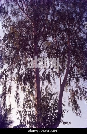 Eucalyptus is a genus of over seven hundred species of flowering trees ...