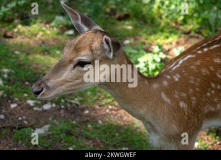 A side closeup of an European fallow deer in the field filled with ...