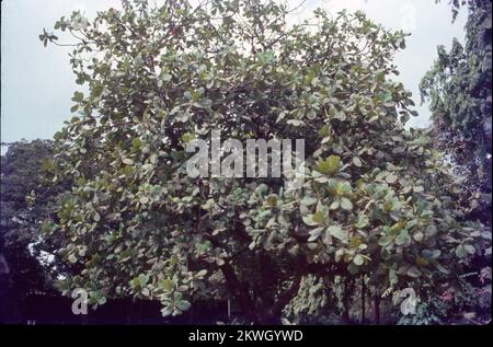 The almond is a species of tree native to Iran and surrounding ...