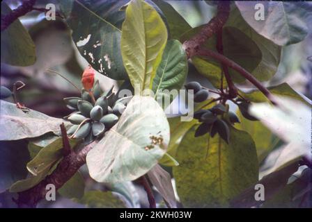 The almond is a species of tree native to Iran and surrounding ...