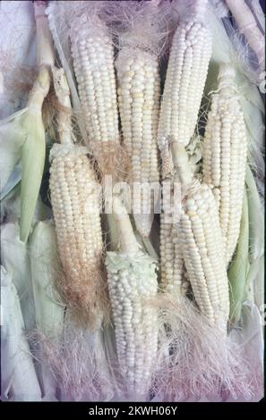 Teosinte maize grains. Grains of corn from the wild teosinte (Zea mays ...