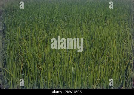 Oryza sativa, commonly known as Asian rice or indica rice, is the plant ...