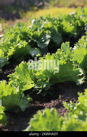 Fresh lettuce growing in the morning vegetable garden in a black and ...