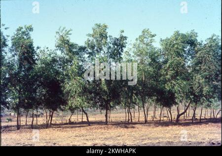 Eucalyptus is a genus of over seven hundred species of flowering trees ...