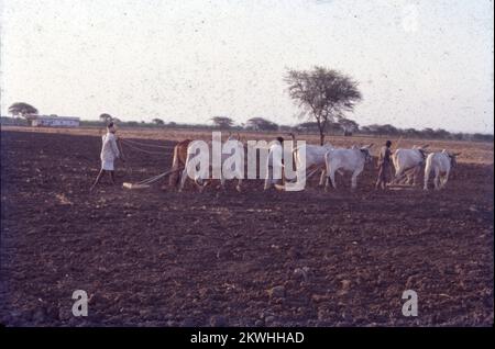 Traditionally farmers use bullock to plough the field using animals ...
