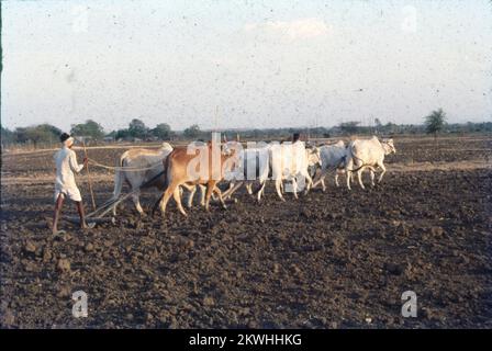 Traditionally farmers use bullock to plough the field using animals ...