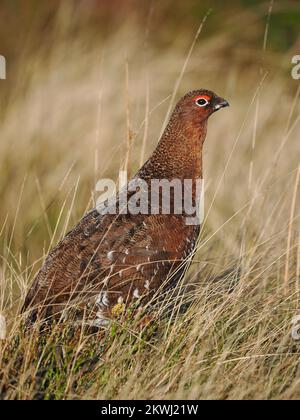 Red grouse on upland moorland in North Wales which are managed for the ...