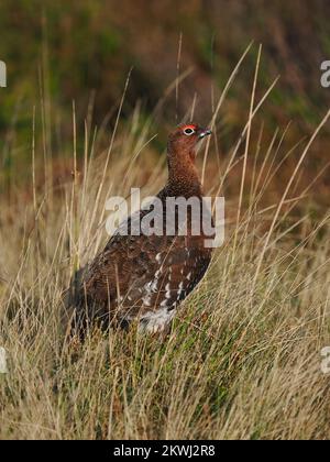 Red grouse on upland moorland in North Wales which are managed for the ...